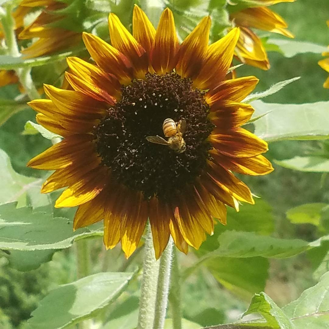 Bee Well Holistics | Holistic Health Coaching