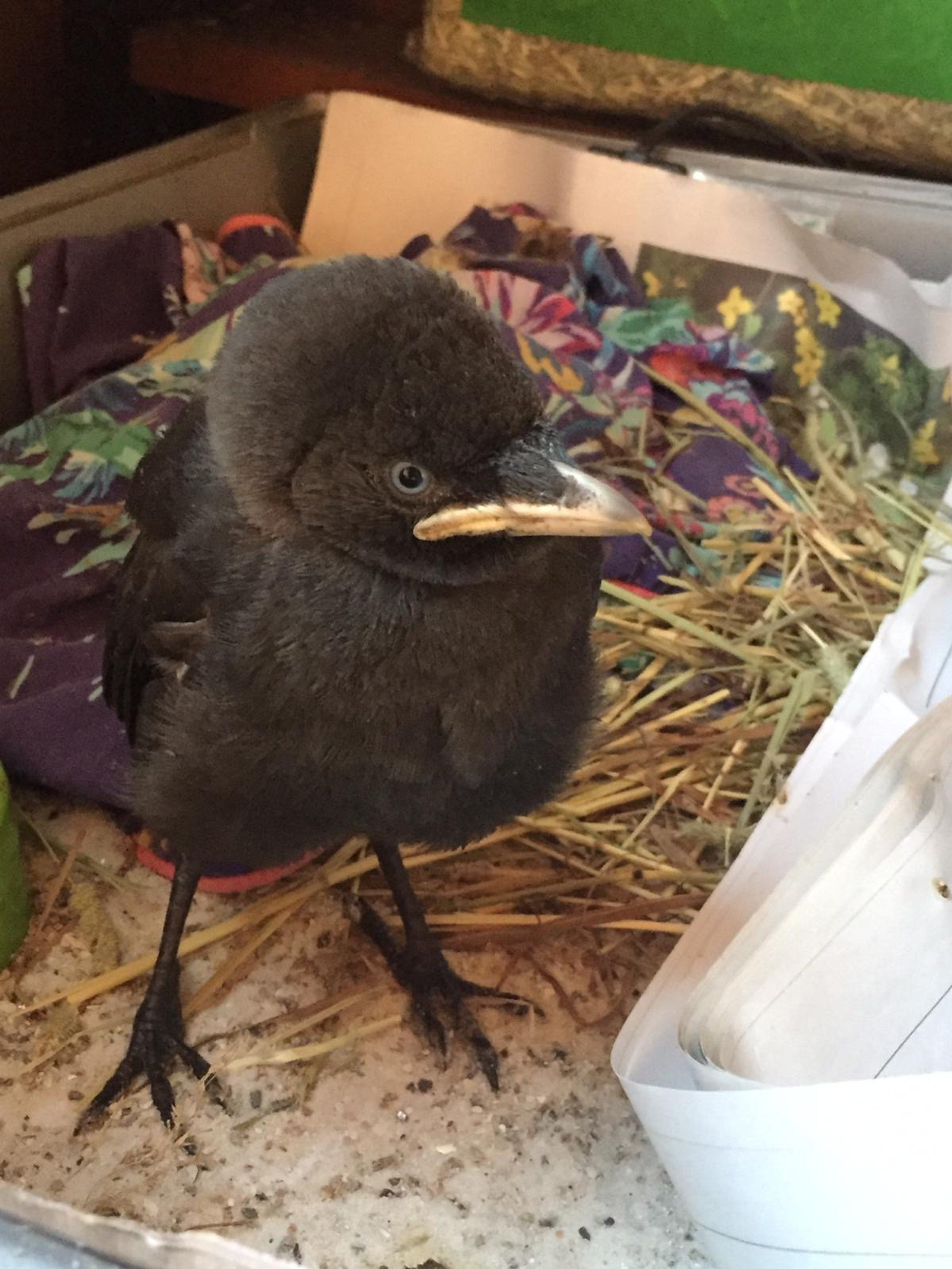 Found A Bird | Severn Wildlife Rescue