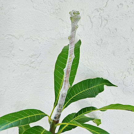 Grafting Scion Budwood | Graft A Mango