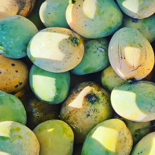 Turpentine Rootstock Seeds | Graft A Mango