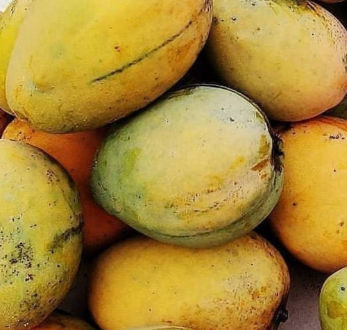 PRE-ORDER 2026 (Qty. 5) Turpentine Mango Rootstock Seeds | Graft A Mango