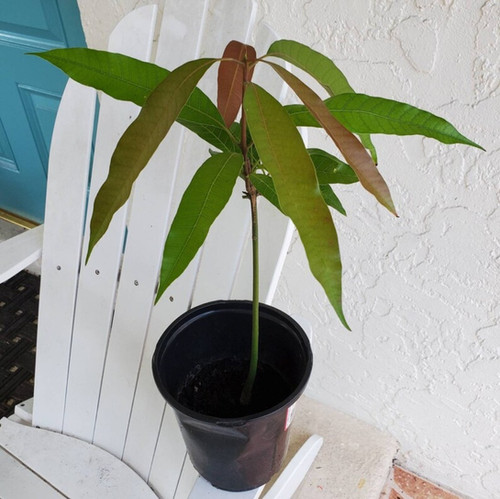 Turpentine Mango Rootstock Trees | Graft A Mango
