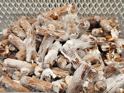 Mushroom Log Grow Kit - Dowel (Plug) Spawn | SporeShift Mushrooms