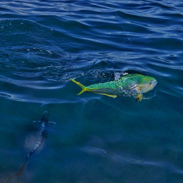 Boneafide Fishing, fooding and fun in the Florida Keys!