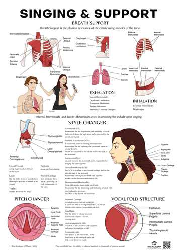 Singing & Support Anatomy A1 Poster | Rise Academy ofMusic