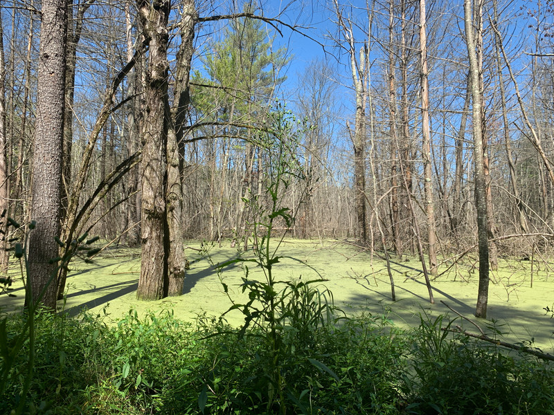 Pondside | Nature's Classroom