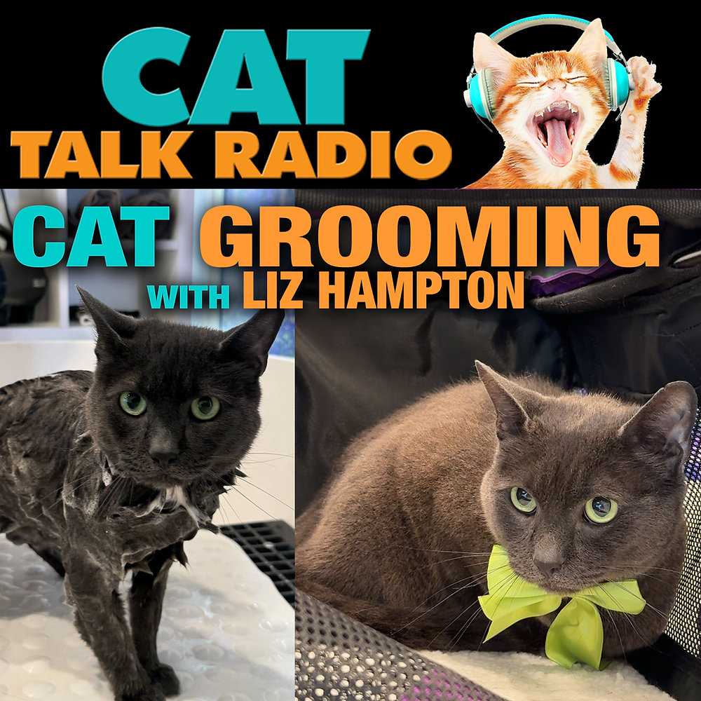 The Kitty Clean Routine: What’s Normal and What’s Not in Cat Grooming