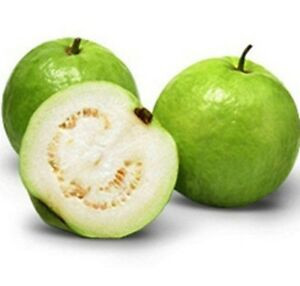 GIANT INDIAN SWEET WHITE GUAVA TREE EXTREMELY RARE FRUIT WEIGHS 2 ...