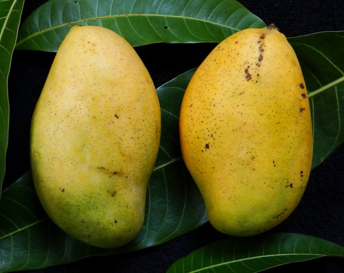 GRAFTED MADAME FRANCIS MANGO TREE | Guavaking