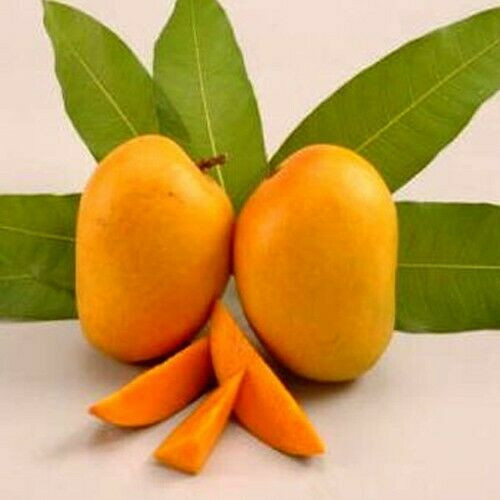 Indian Mango Kesar Tree Grafted The Best Mango In The World Guavaking