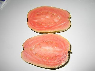 GIANT INDIAN PINK GUAVA EXTREMELY RARE FRUIT WEIGHS 2 POUNDS | Guavaking