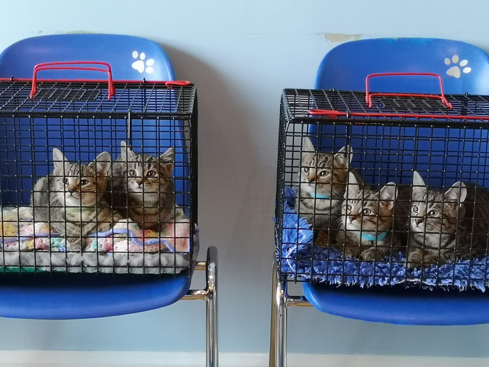 Making journeys to our ISFM Gold Standard accredited vet practice ...