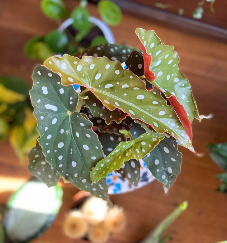 Top 10 Places To Buy Indoor Plants Online In the UK