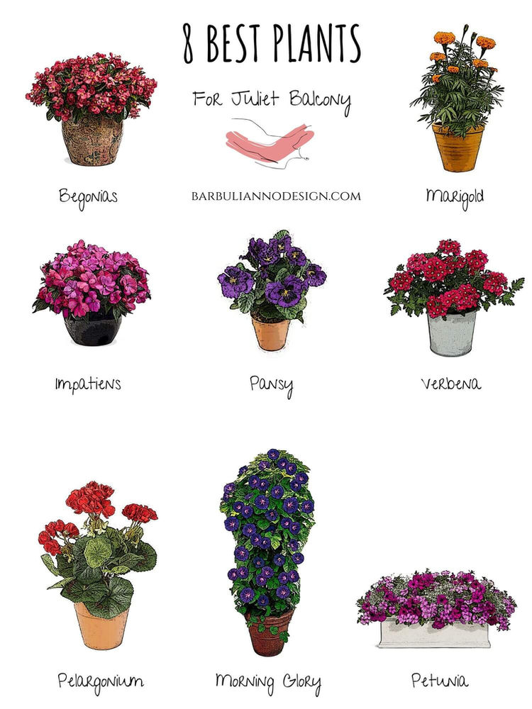 The Best Plants for Juliet Balcony