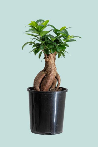 Ficus funky | GE Plant Centre