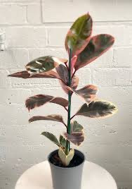 Ficus Ruby | GE Plant Centre