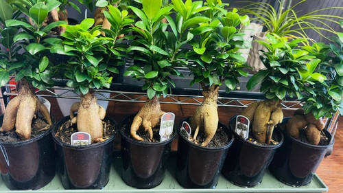 Ficus Funky | GE Plant Centre