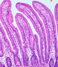 Struktur dan Fungsi Organ Pencernaan | My Site