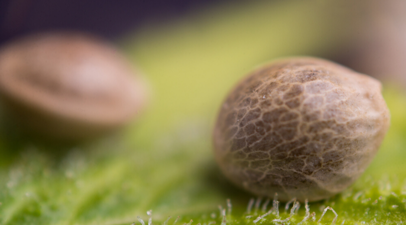 The Definitive Guide to Marijuana Seeds