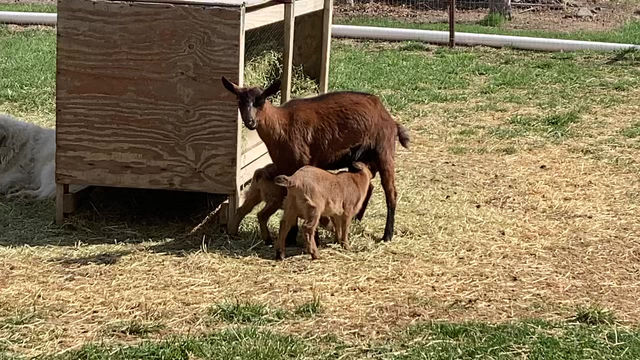 Miniature Dairy Goat Spotlight: Oberhaslis and Guernseys