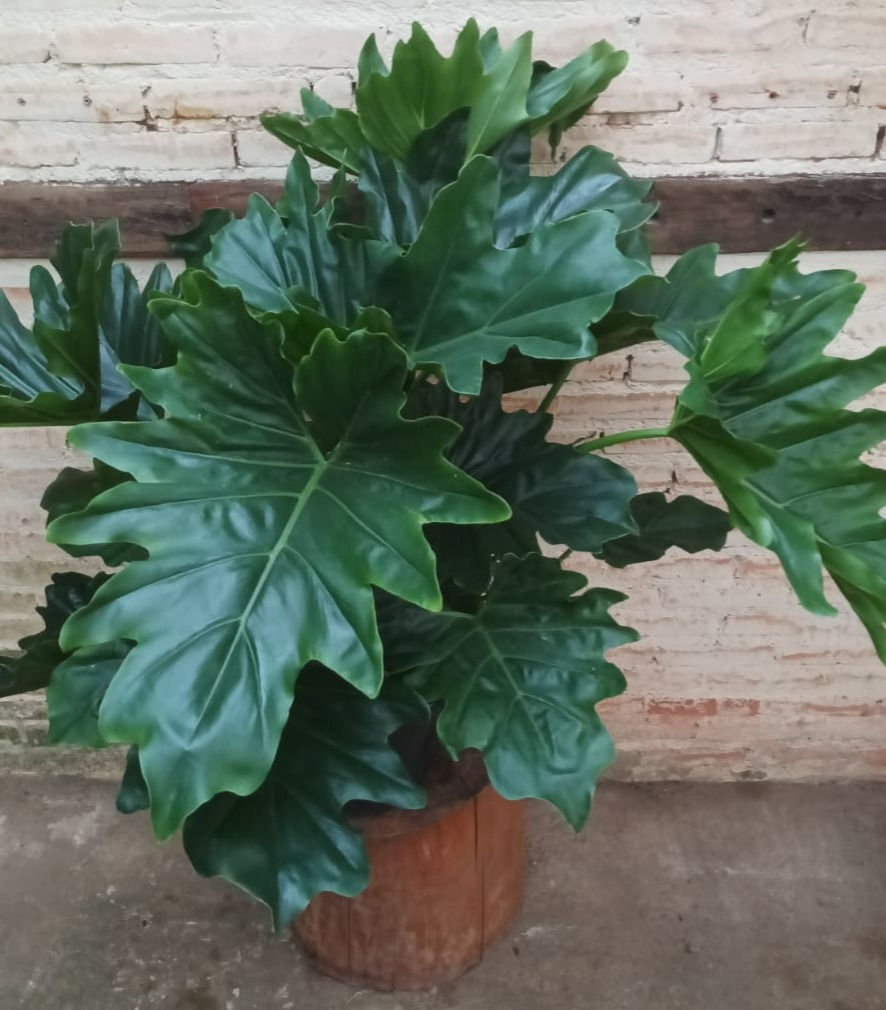 Plantas Internas | A Varanda