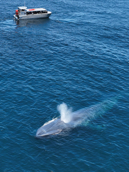 Our Boats | Gone Whale Watching
