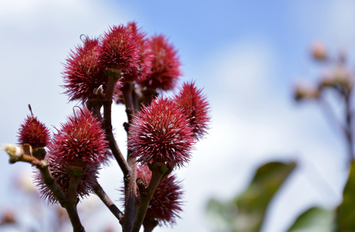 Annatto Liquid Extract | Permcos