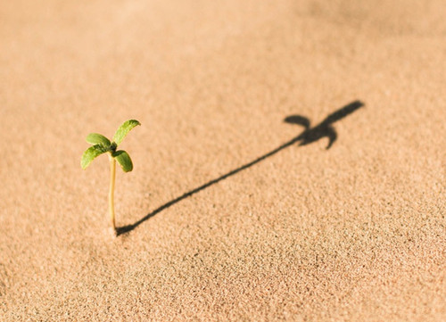 Galactinol Advanced | Permcos