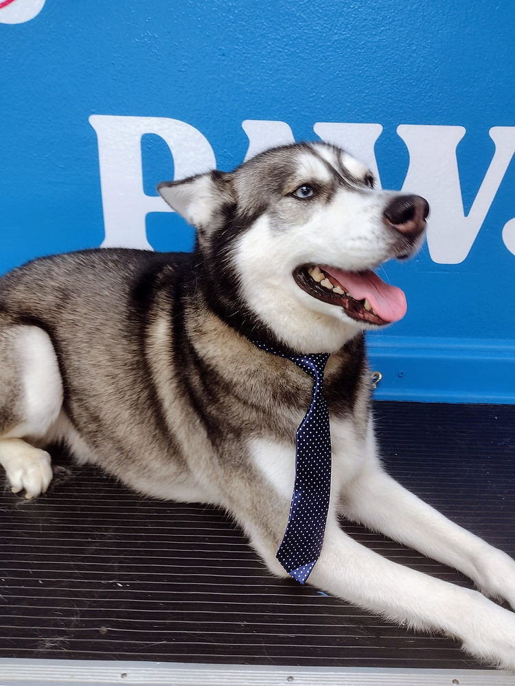 Book Online | QT Paws Toledo Book Online | QT Paws Toledo