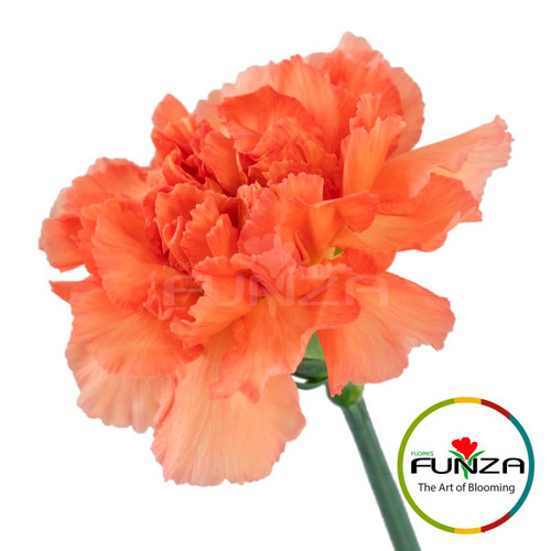 Mandarina | Distriflor