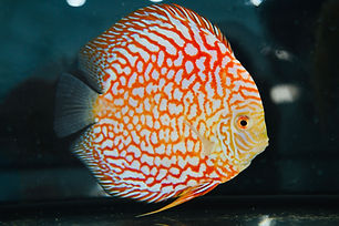 Fins8 Discus | Discus Canada