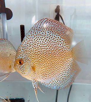 Fins8 Discus | Discus Canada