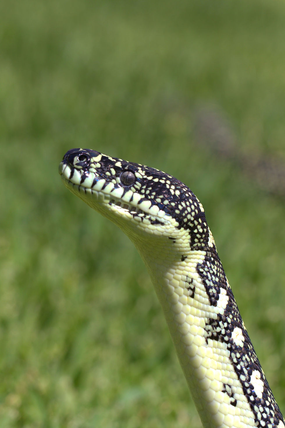 Lake Mac Zoo | Mobile Wildlife Education