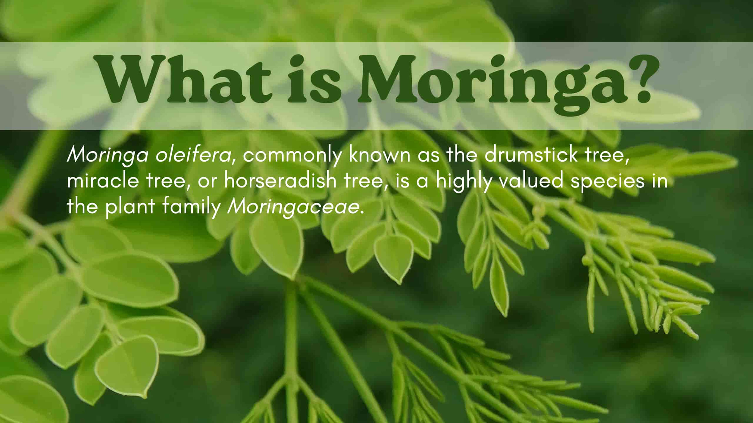 What Is Moringa? Benefits, Uses, and Facts You Should Know