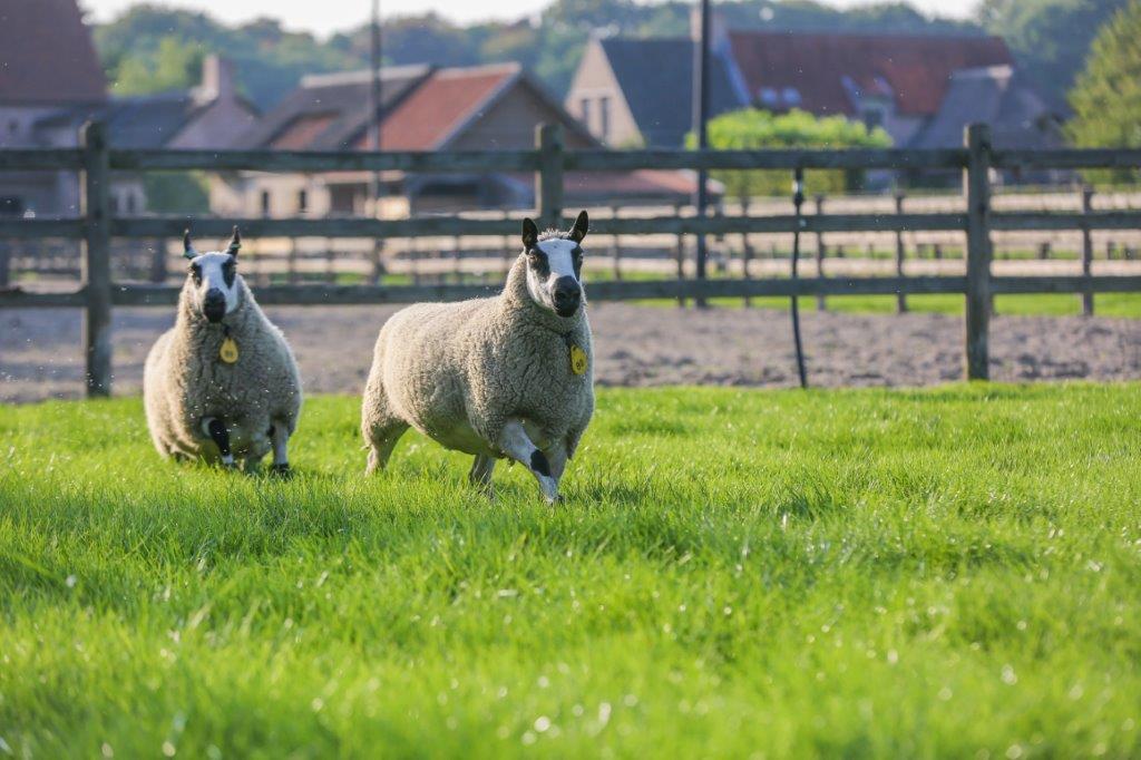 HOME | kerryhillfarm