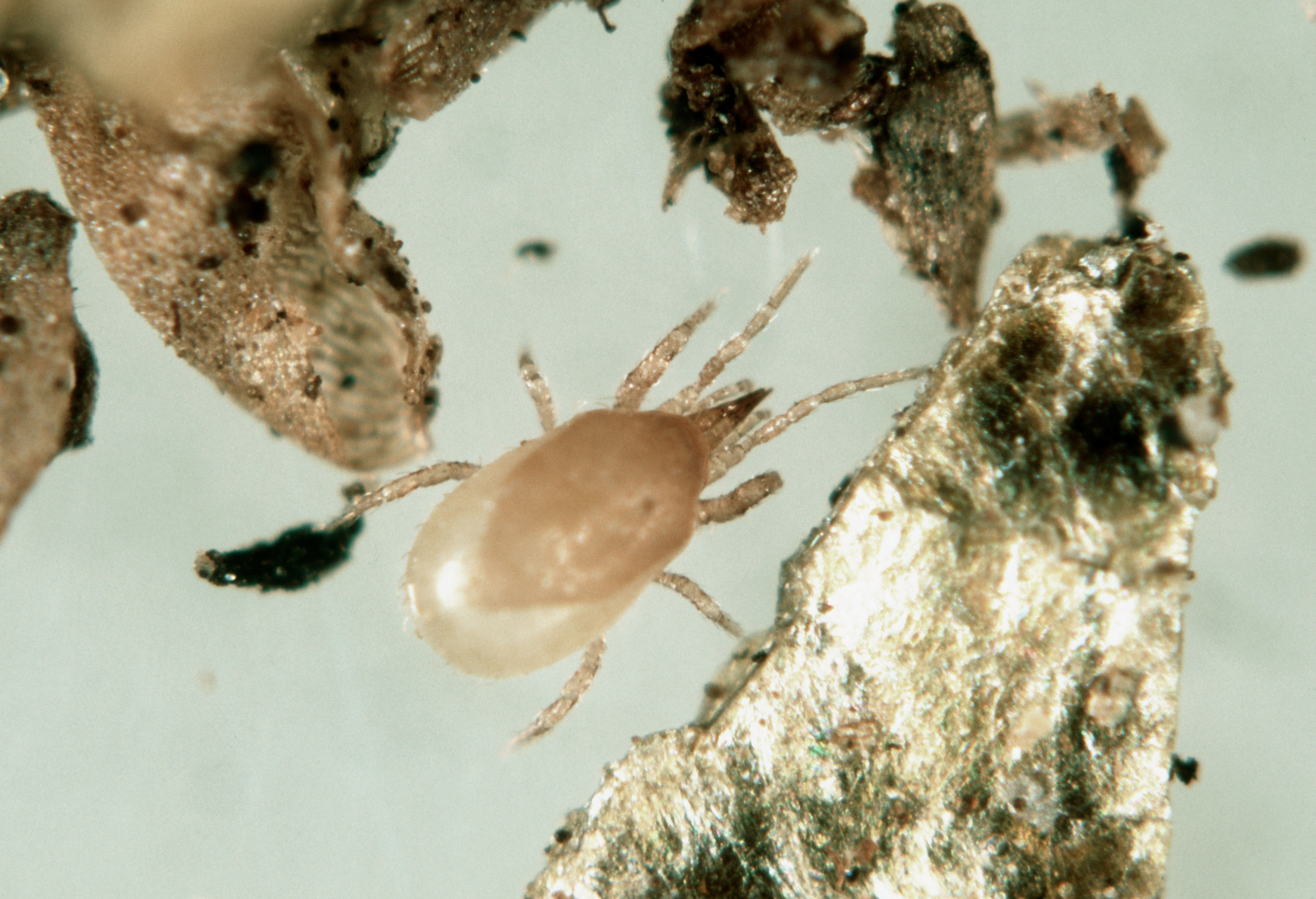 Stratiolaelaps scimitus | Refona Breeding