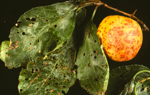 Common Fruit Tree Diseases of Vancouver Island