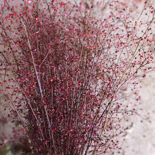 Talinum - Jewels of Opar Seeds | Moonrise Growers