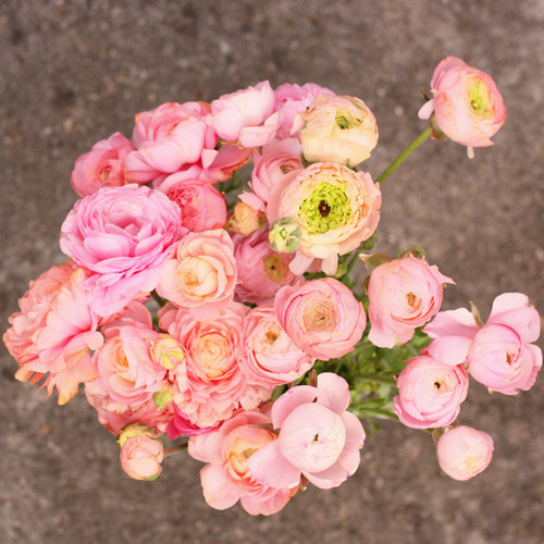 Italian Ranunculus Corms - Pastello (LIMIT of 2 packs per customer ...