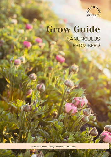 Grow Guide - Ranunculus from Seed - Digital Copy | Moonrise Growers