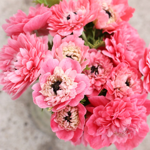 Italian Anemone Corms - Levante Rosa | Moonrise Growers