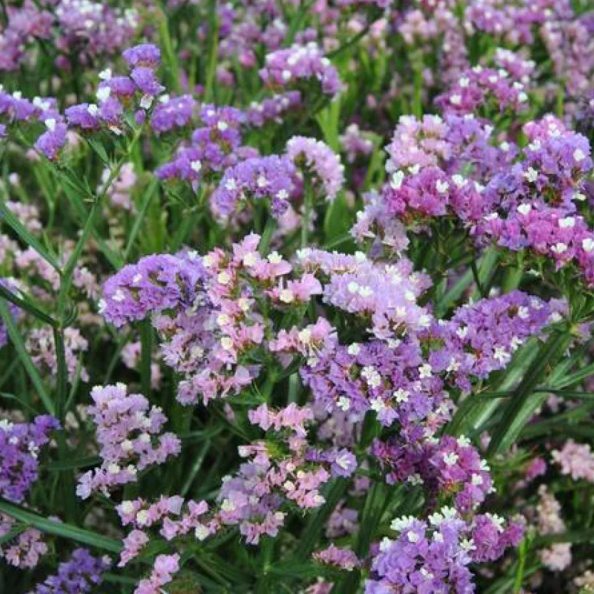 Seeds | Moonrise Growers