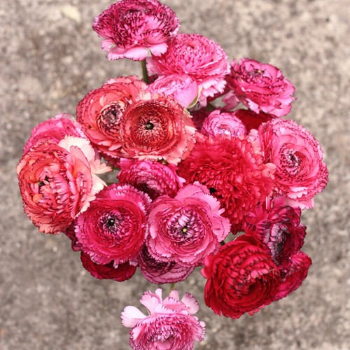 Italian Ranunculus Corms - Rosa Striato (LIMIT of 2 packs per customer ...