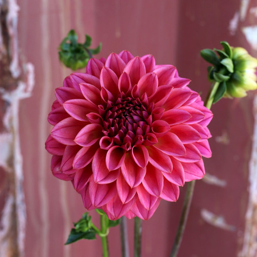 Dahlia Tuber - Formby Quest | Moonrise Growers