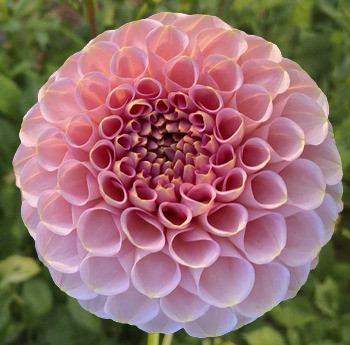 Dahlia Tuber - Salmon Joy | Moonrise Growers