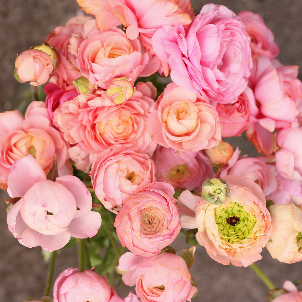 Italian Ranunculus & Anemone Corms | Moonrise Growers