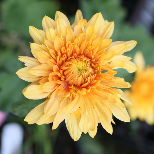 Chrysanthemum Plant - Apricot Princess Anne | Moonrise Growers