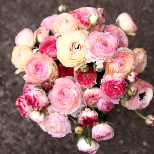 Italian Ranunculus Corms - Bianco Sfumato (LIMIT of 2 packs per ...