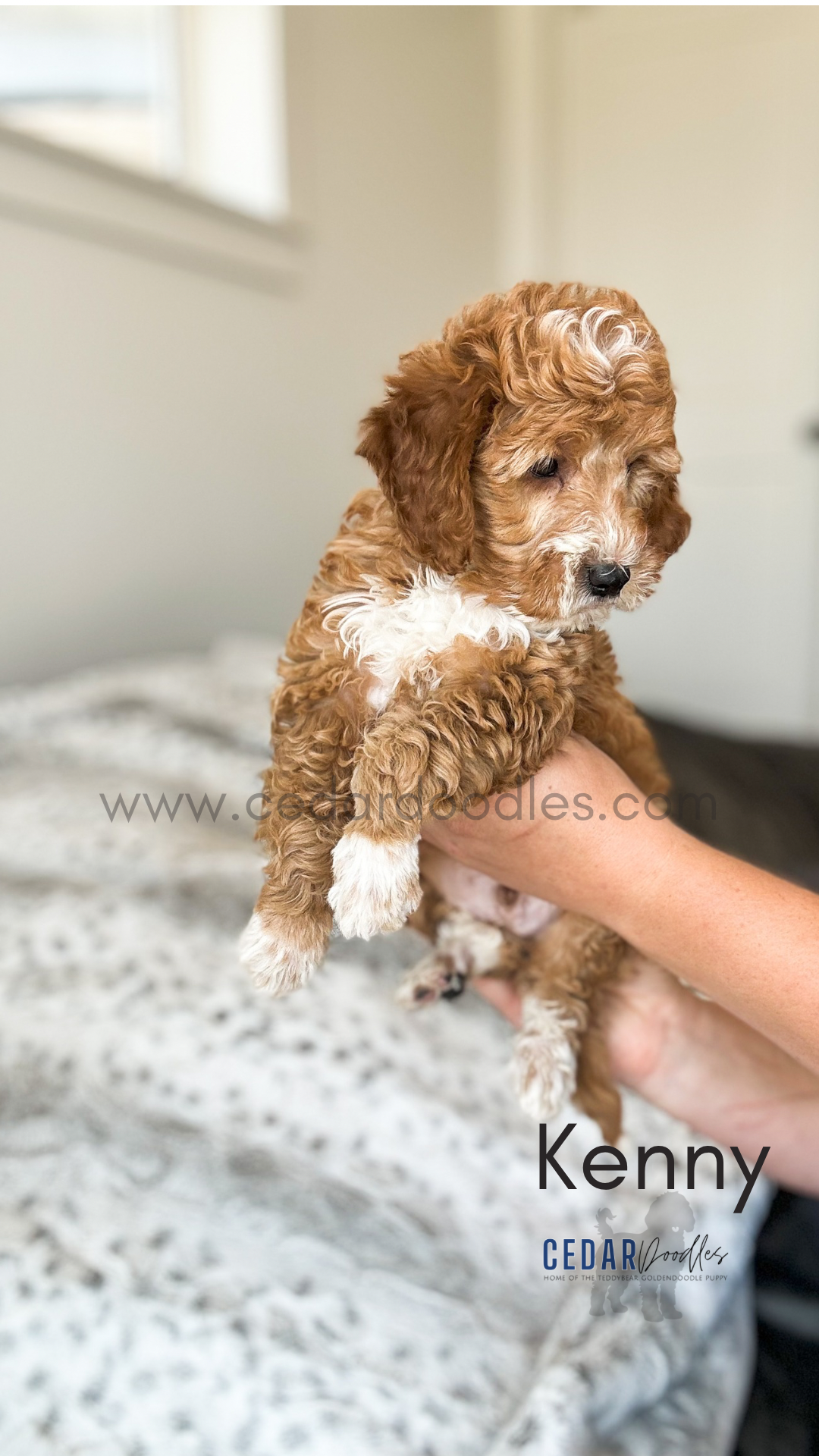 Mini Goldendoodle Puppies & Bernedoodle Puppies For Sale In Hollywood ...