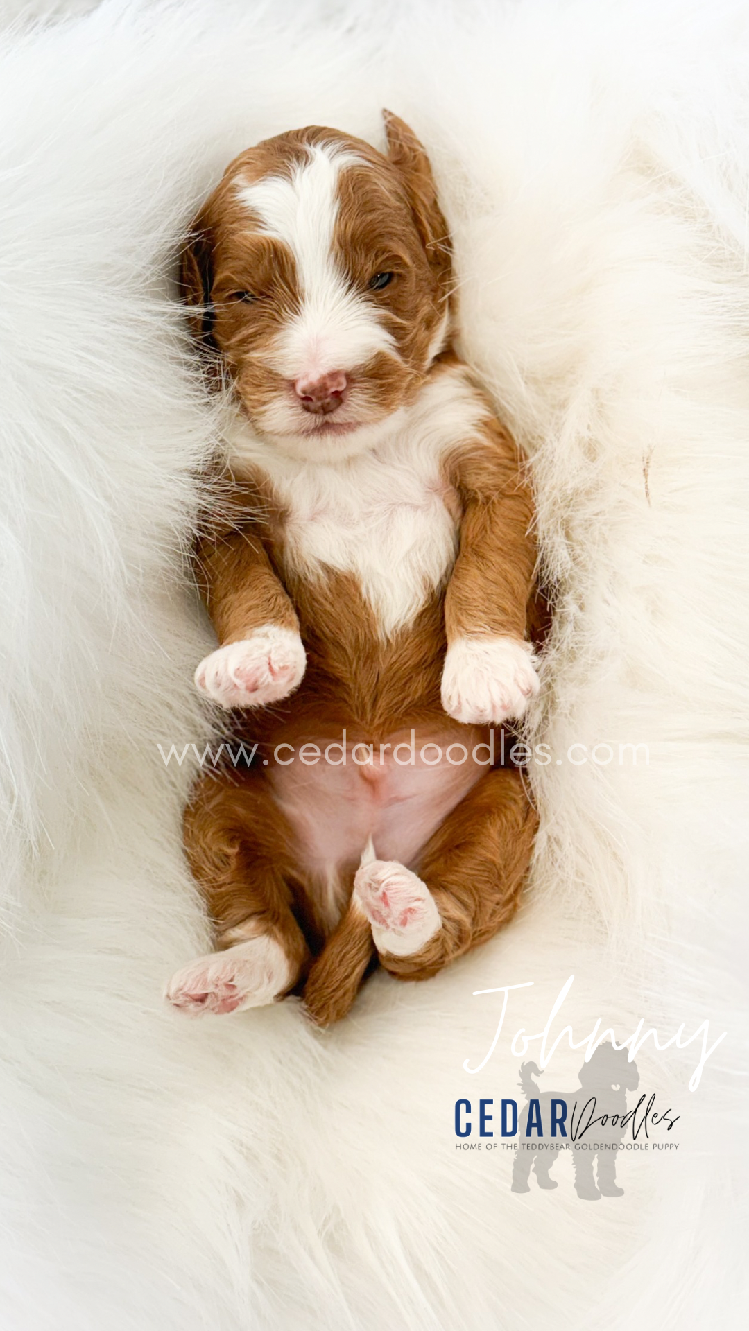 Mini Goldendoodle Puppies & Bernedoodle Puppies For Sale In University ...